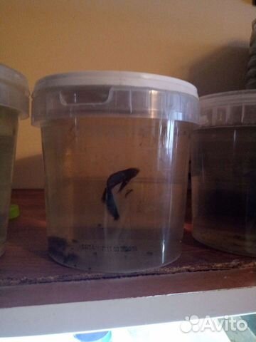 Аквариумные рыбки гуппи, петушки, пецилии