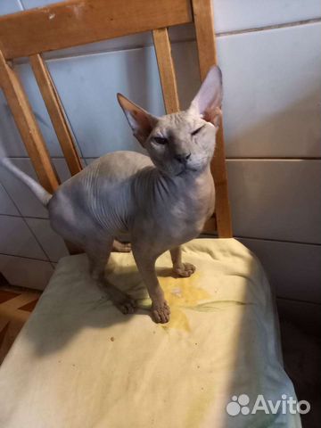 Кот донской сфинкс потерялся