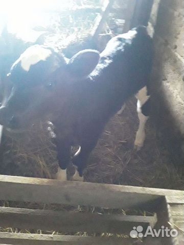 Бычек 7дн голштин домашний крупный