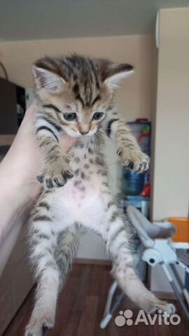 Кошечка в добрые руки