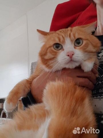 Кот Филя ищет дом