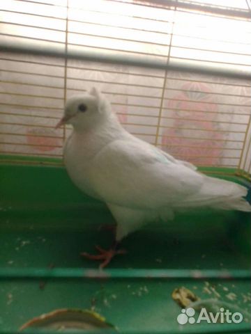 Продажа голубей