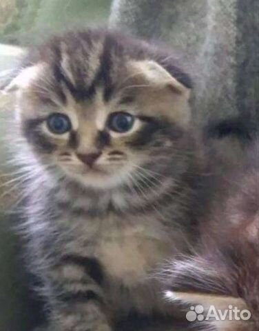 Котенок-Очаровашка)