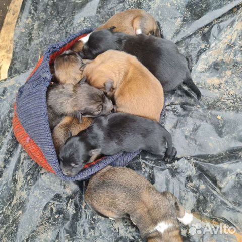 Собаки щенки бесплатно