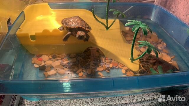 Черепашки ниндзя, черепахи