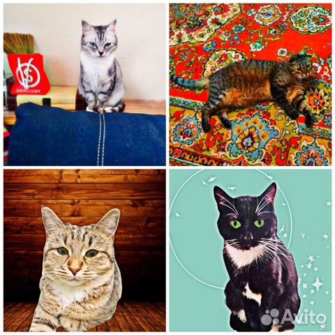 Кошки и коты бесплатно в добрые руки в дар