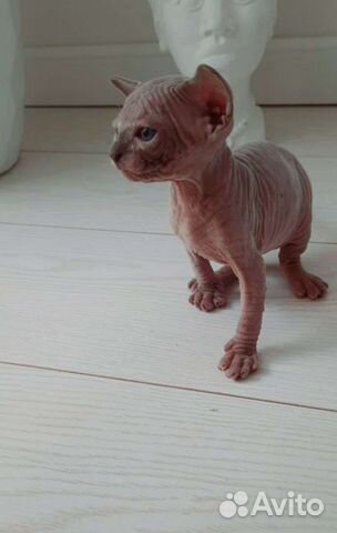 Канадский сфинкс