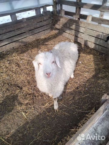 Пуховые козы