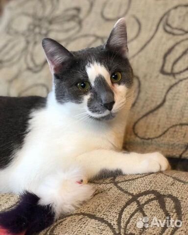 Котик 11 мес