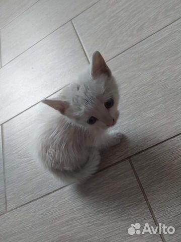 Белый котенок Соня в дар