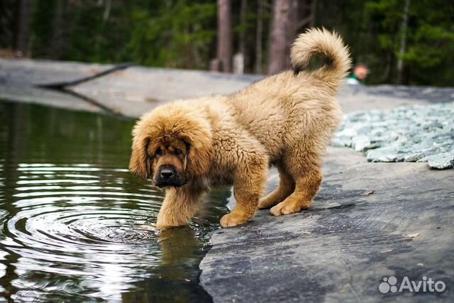 Собака тибетский мастиф