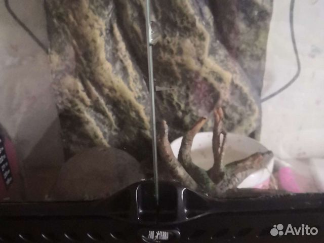 Продаю терариум со змеёй