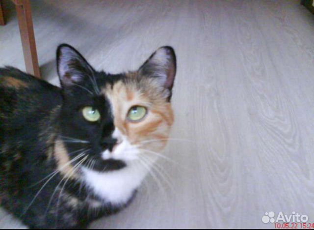 Кошка в дар, трехцветка