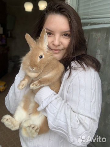 Кролик в добрые руки