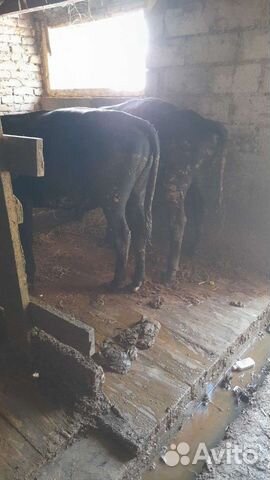 Быки продажа или обмен на коров