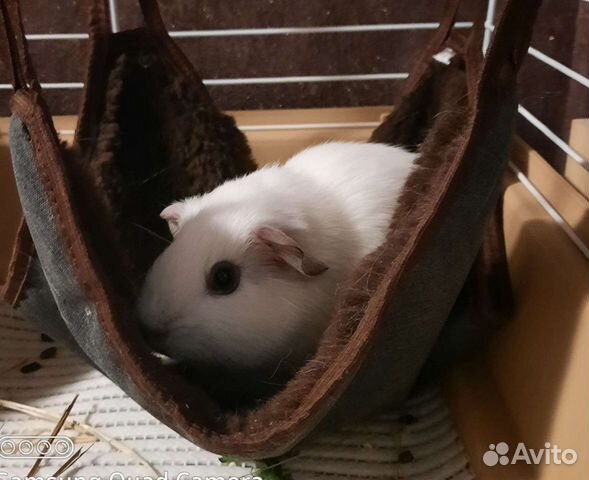 Морская свинка