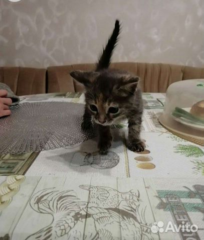 Котята в добрые руки 1 месяц