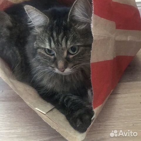 Кошка