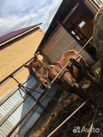 Арабские лошади