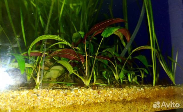Криптокорина родственная (Cryptocoryne affinis)