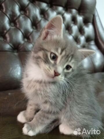 Очаровательный дымчатый котенок