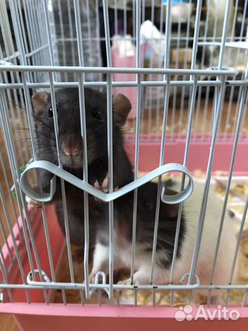 Крыса дамбо