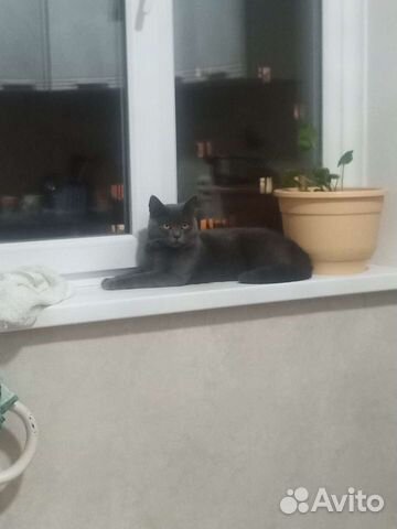 Кот в добрые руки