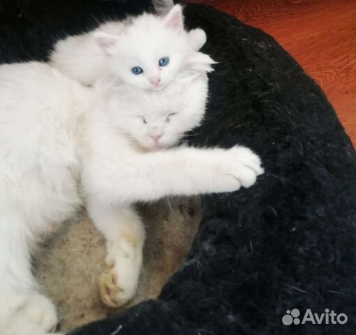 Шатланские котята