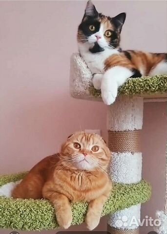 Настоящие шотландские котята