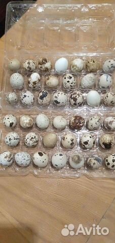 Инкубационное яйцо перепелов смокинге