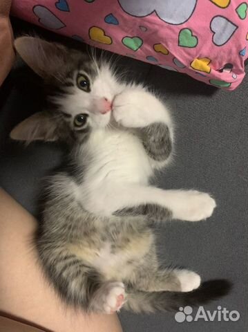 Котенок (мальчик)