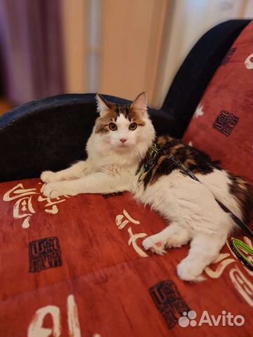 Котик Курильского Бобтейла