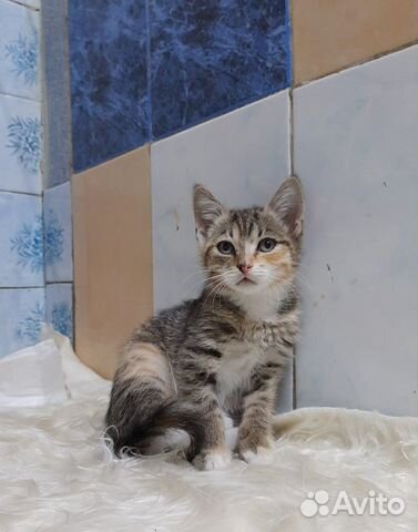 Ищем дом для малышки Кнопочки