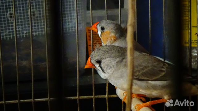 Зебровые амадины самка и самец