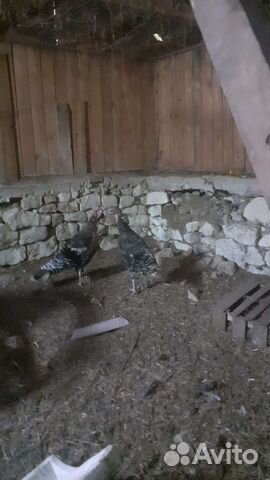 Индюки, индюшки