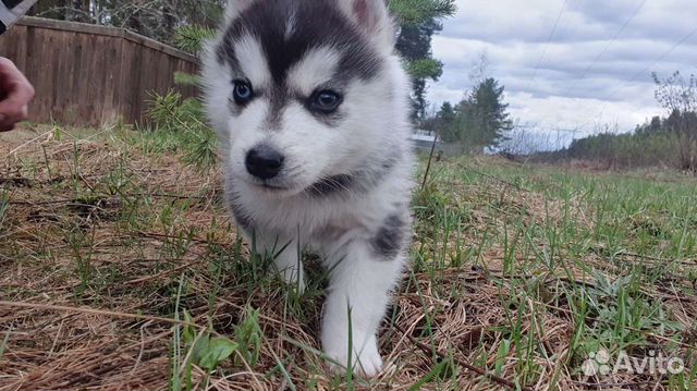 Щенки сибирской хаски