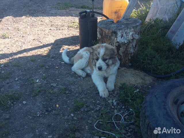 Собака щенок