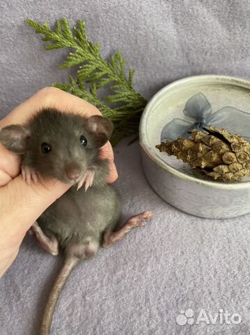 Крысята дамбо 1 месяц