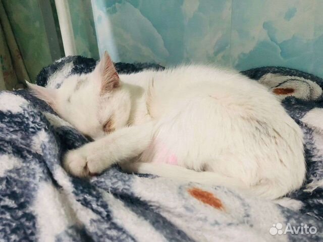 Кошки в добрые руки бесплатно