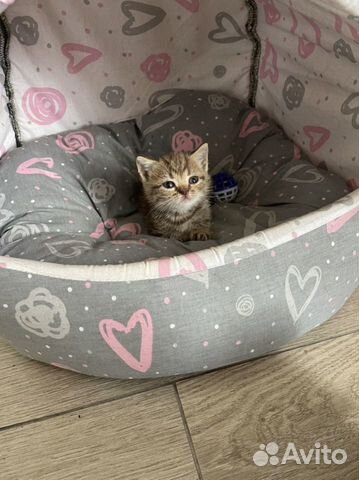 Шотландский полукровка