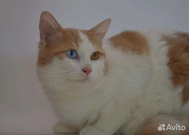 Турецкий Ван