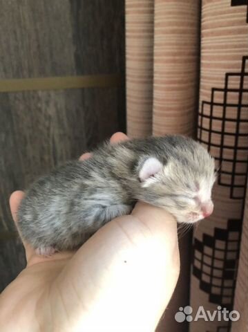 Котенок серый в добрые руки