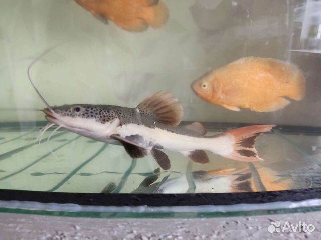 Краснохвостый сом