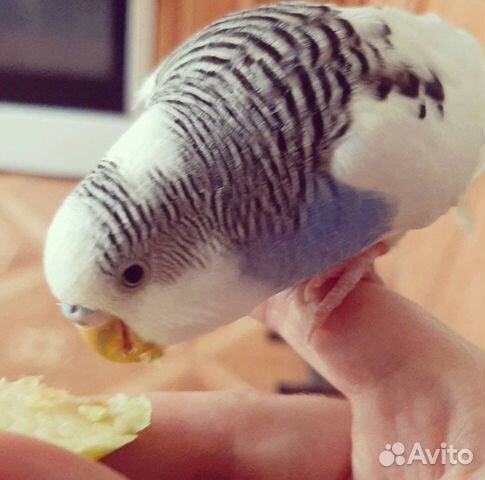 Отдам ручного волнистого попугая в добрые руки