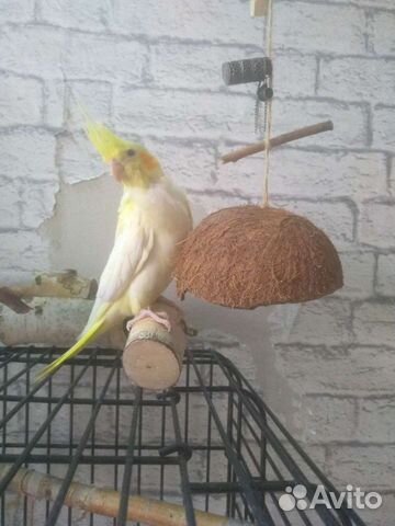 Птенец попугая корелла, открыта бронь на осень