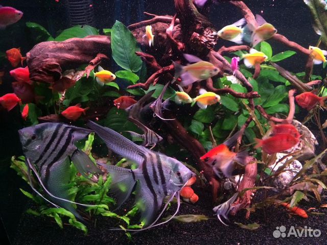 Украшение для аквариума
