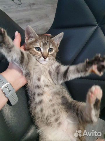 Котенок девочка