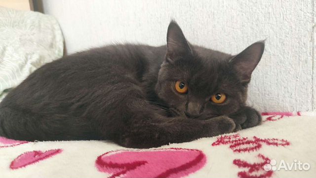 Отдам в добрые руки