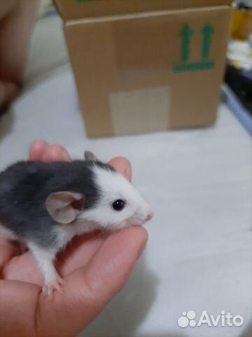 Крыса дамбо