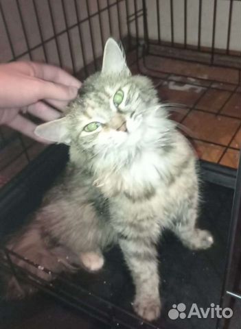 Кошка ищет дом